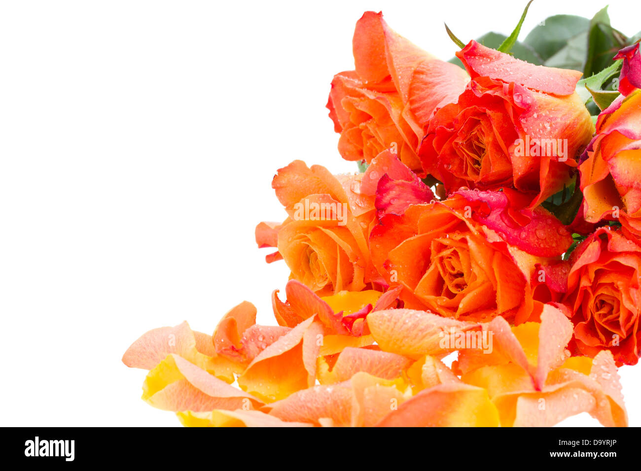 orange roses with petals Stock Photo - Alamy