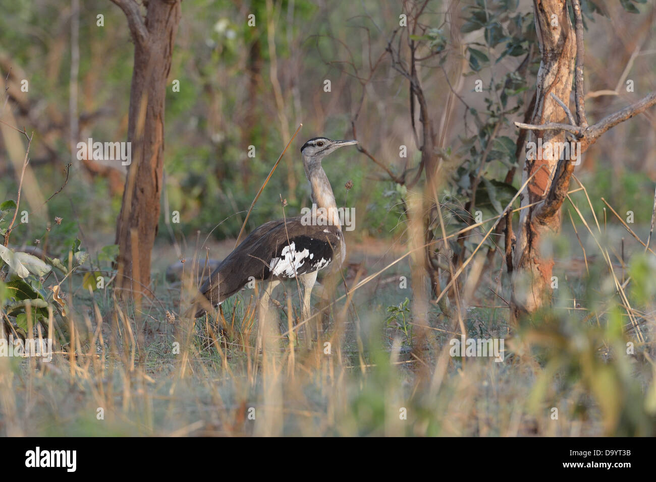 Near threatened species hi-res stock photography and images - Alamy