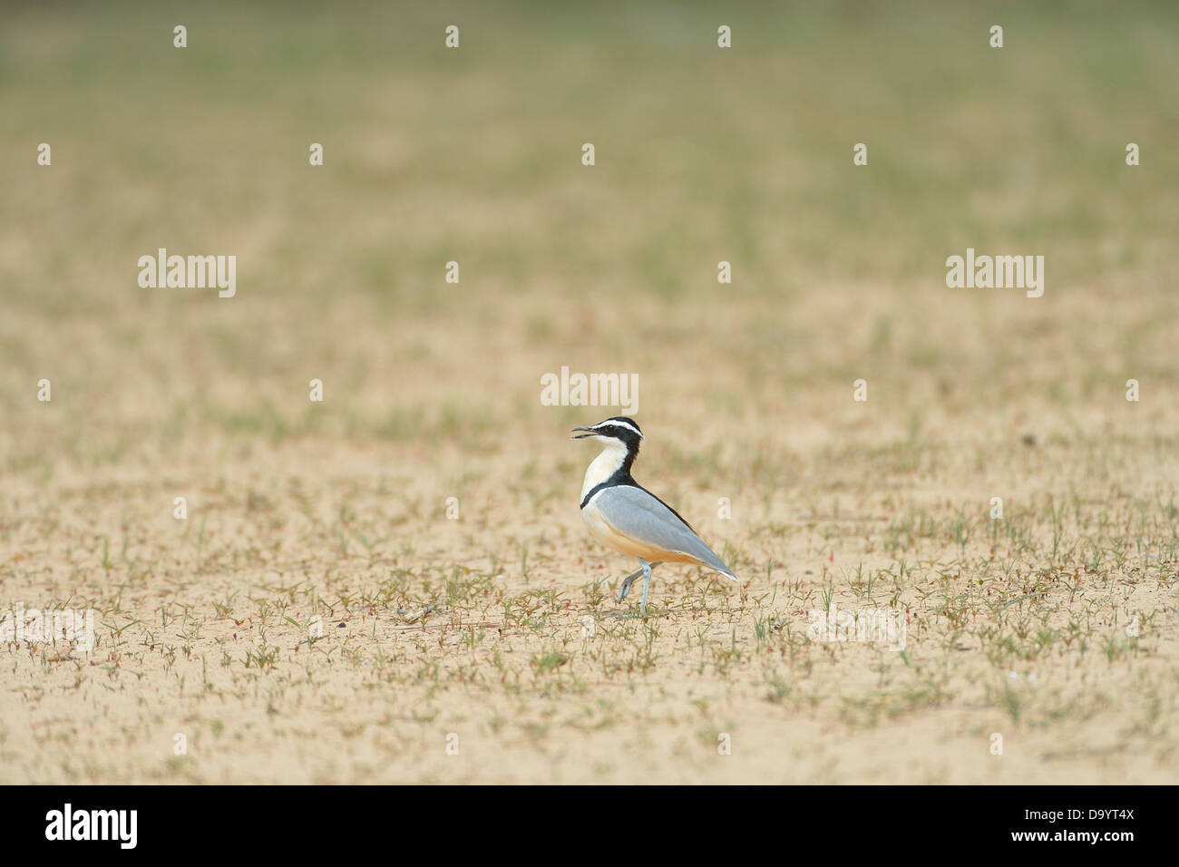 Egyptian Plover - Crocodile-bird - Crocodile Plover (Pluvianus ... Egyptian Plover - Crocodile-bird - Crocodile Plover (Pluvianus ...