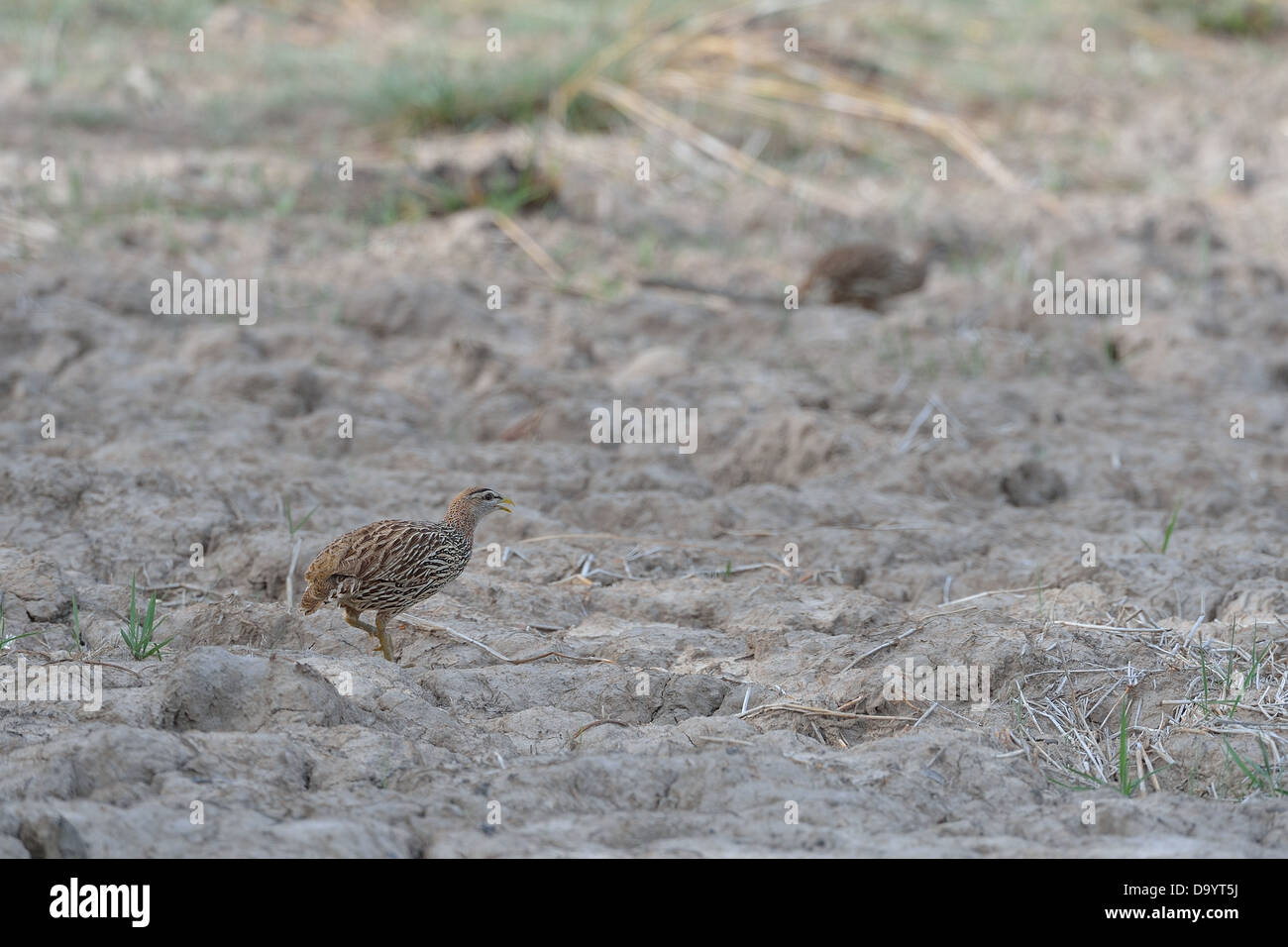 Double-spurred Francolin (Francolinus bicalcaratus) looking for food on ...