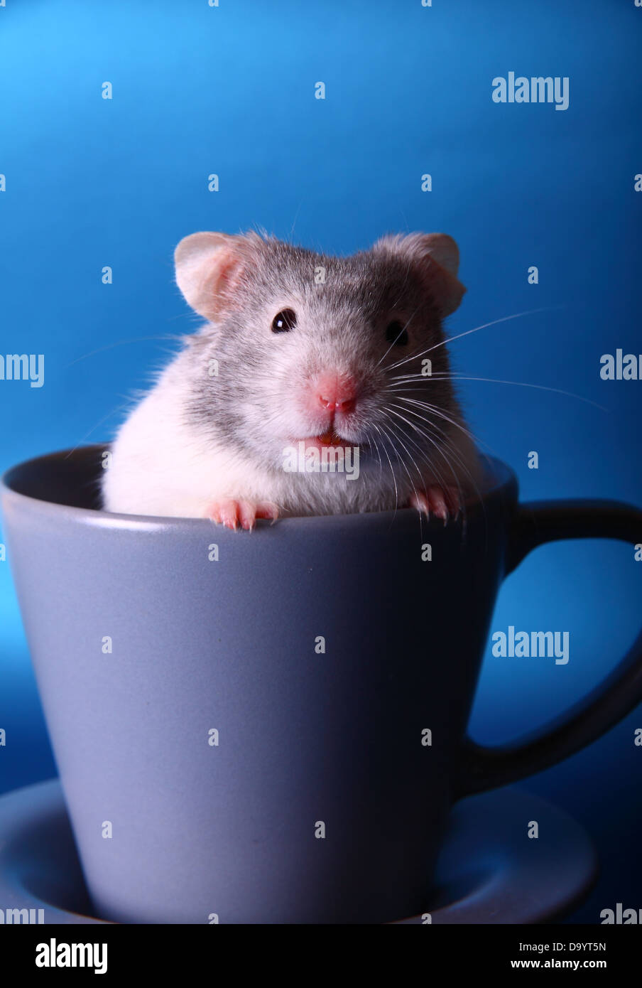 Syrian Hamster in a cup and saucer Stock Photo - Alamy