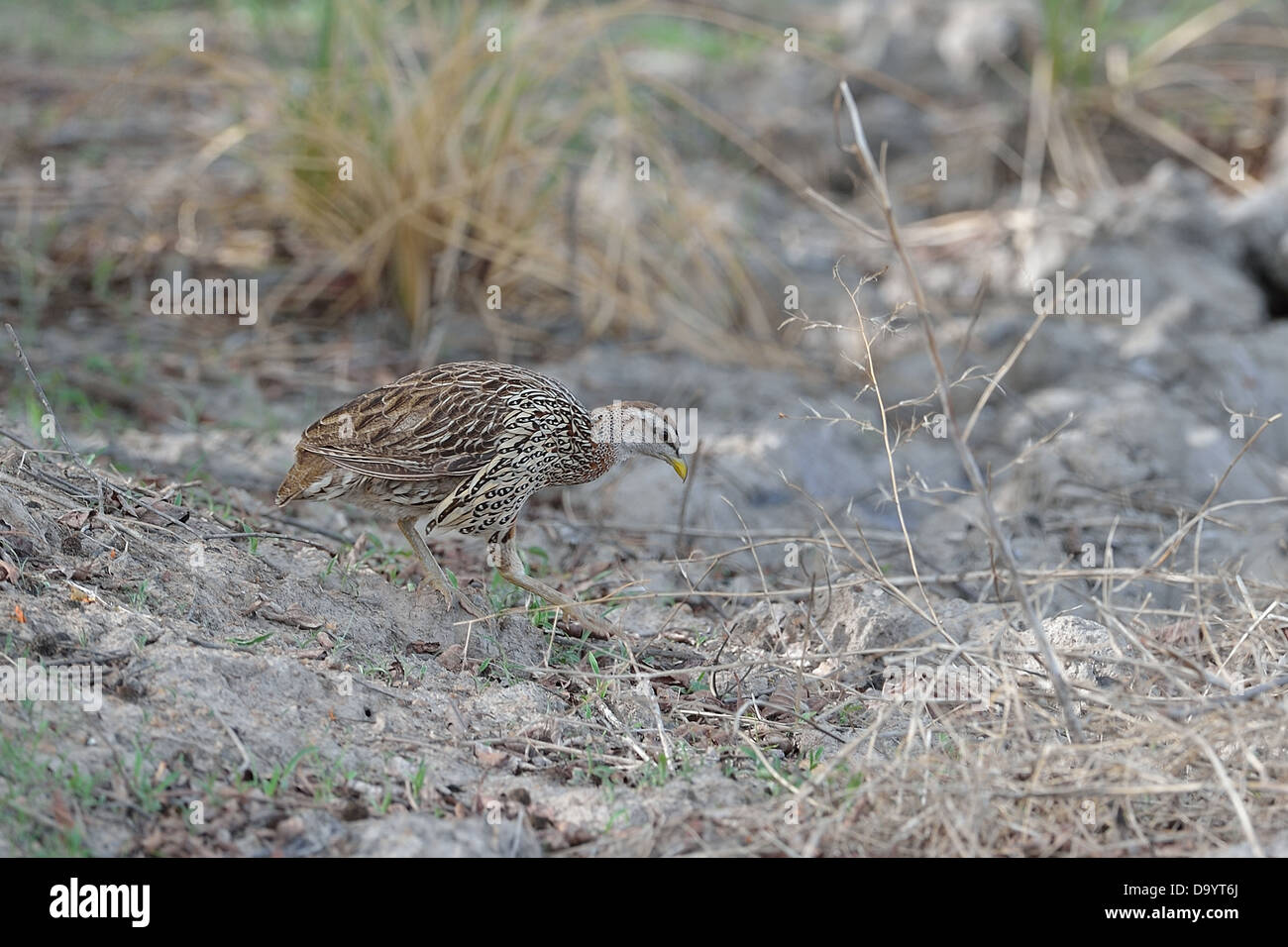 Double-spurred Francolin (Francolinus bicalcaratus) looking for food on ...