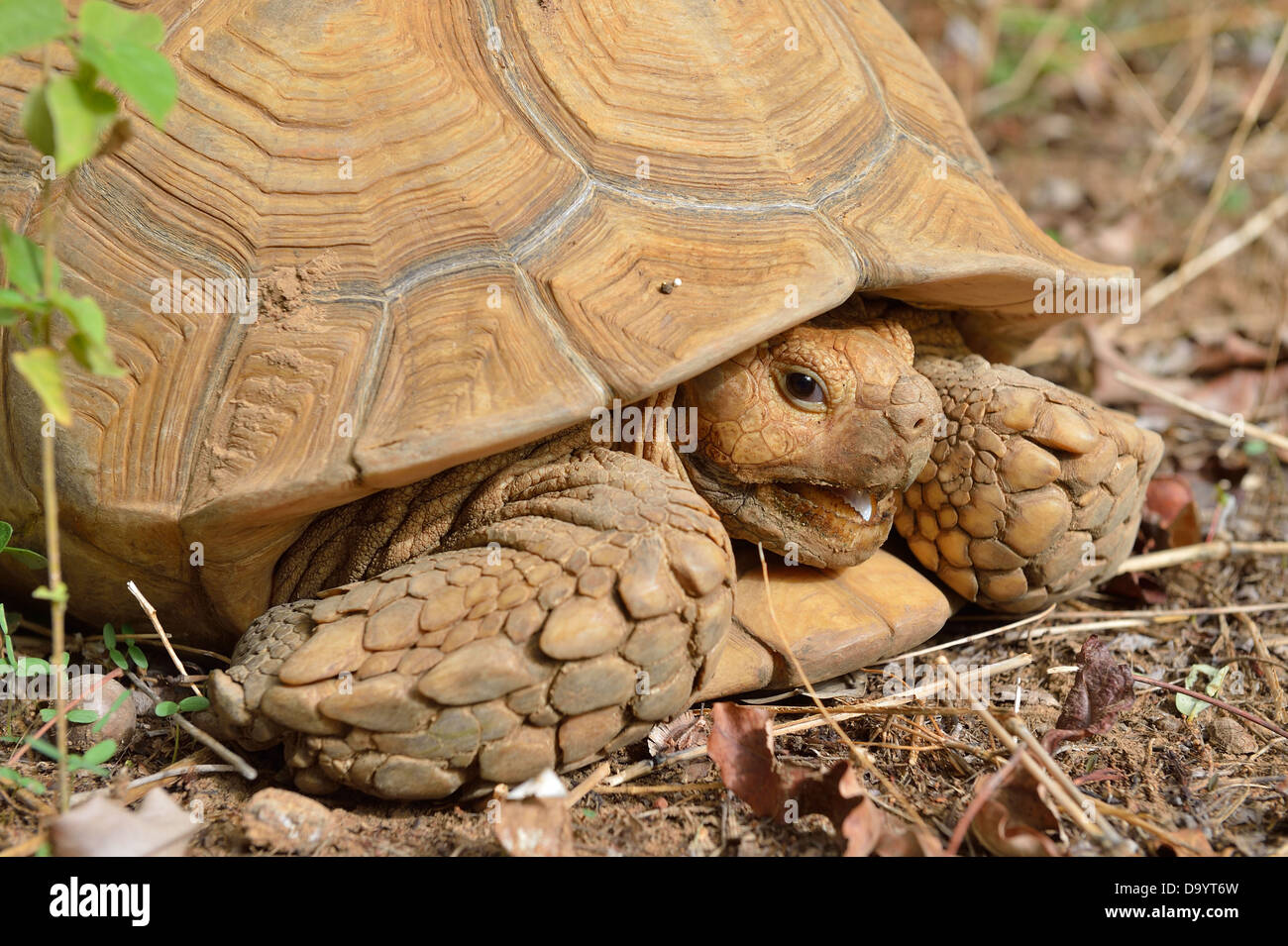 African spurred tortoise - African spur thigh tortoise - Sulcata ...