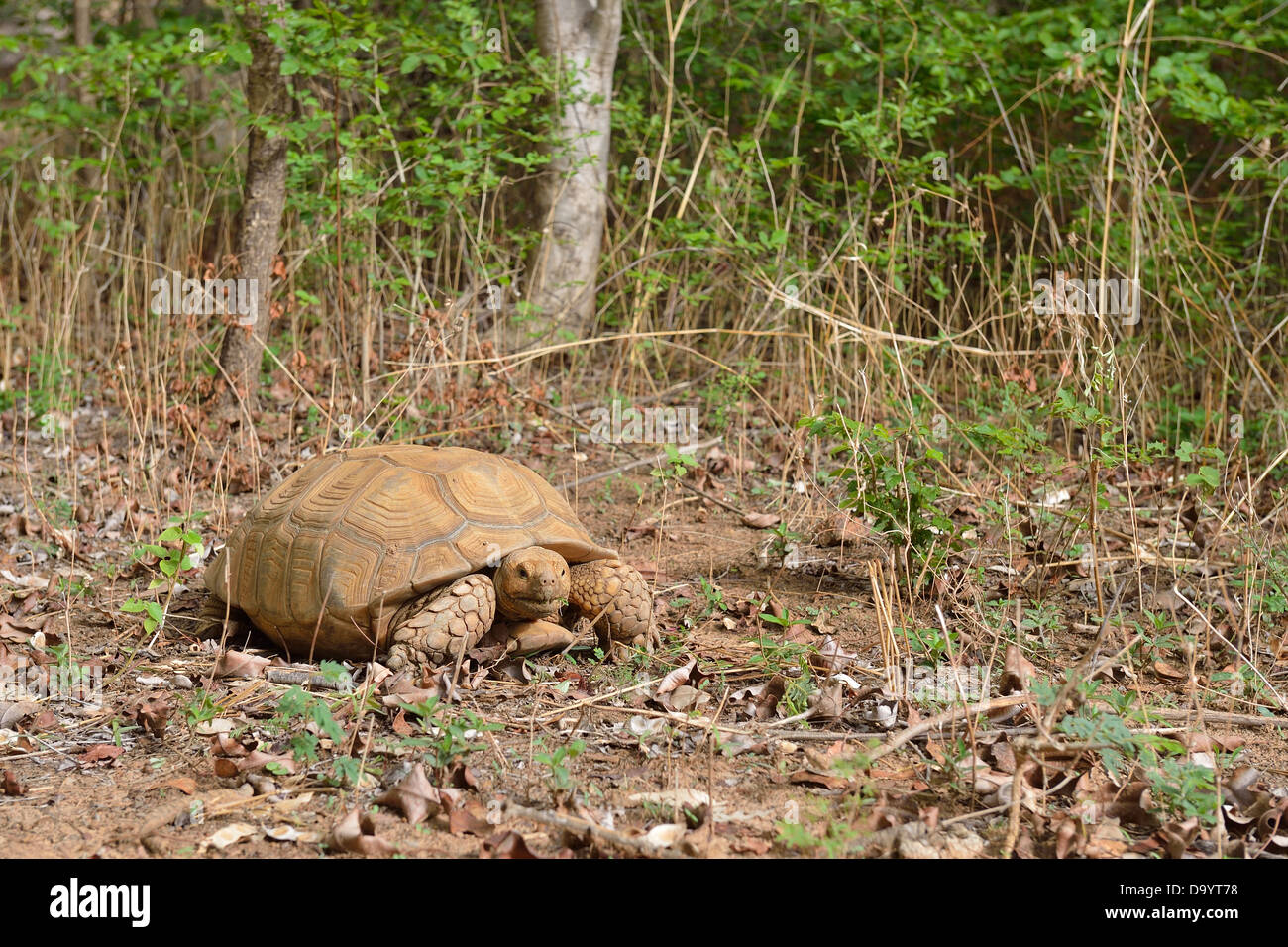 African Spurred Tortoise Stock Photos & African Spurred Tortoise Stock ...