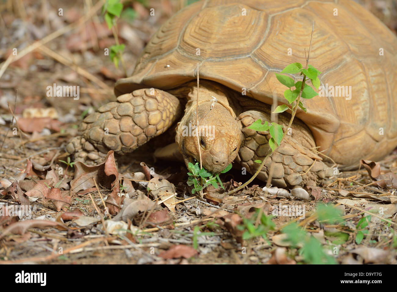 African spurred tortoise - African spur thigh tortoise - Sulcata ...
