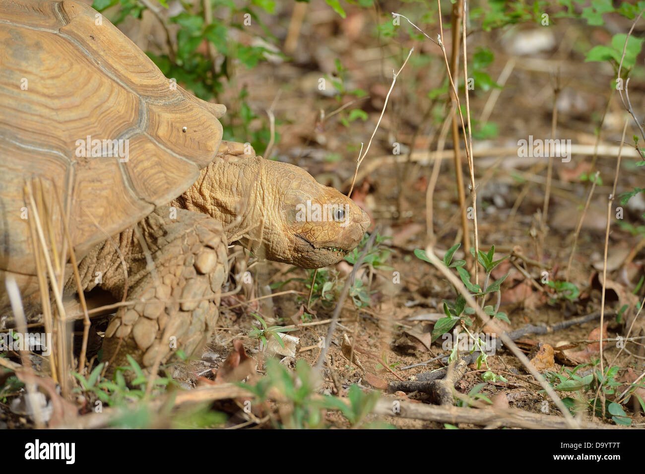 African spurred tortoise - African spur thigh tortoise - Sulcata ...