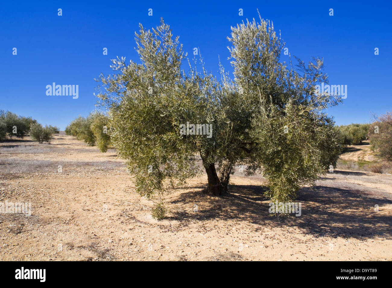 Olive tree in Andalusia, Spain. Spanish landscape Stock Photo - Alamy