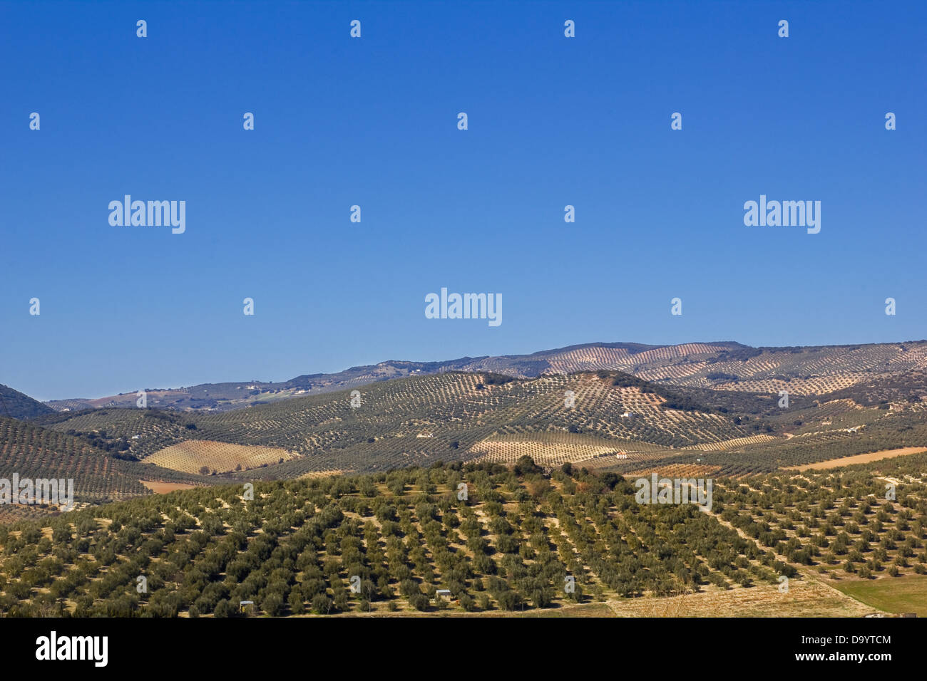 Olive tree in Andalusia, Spain. Spanish landscape Stock Photo - Alamy