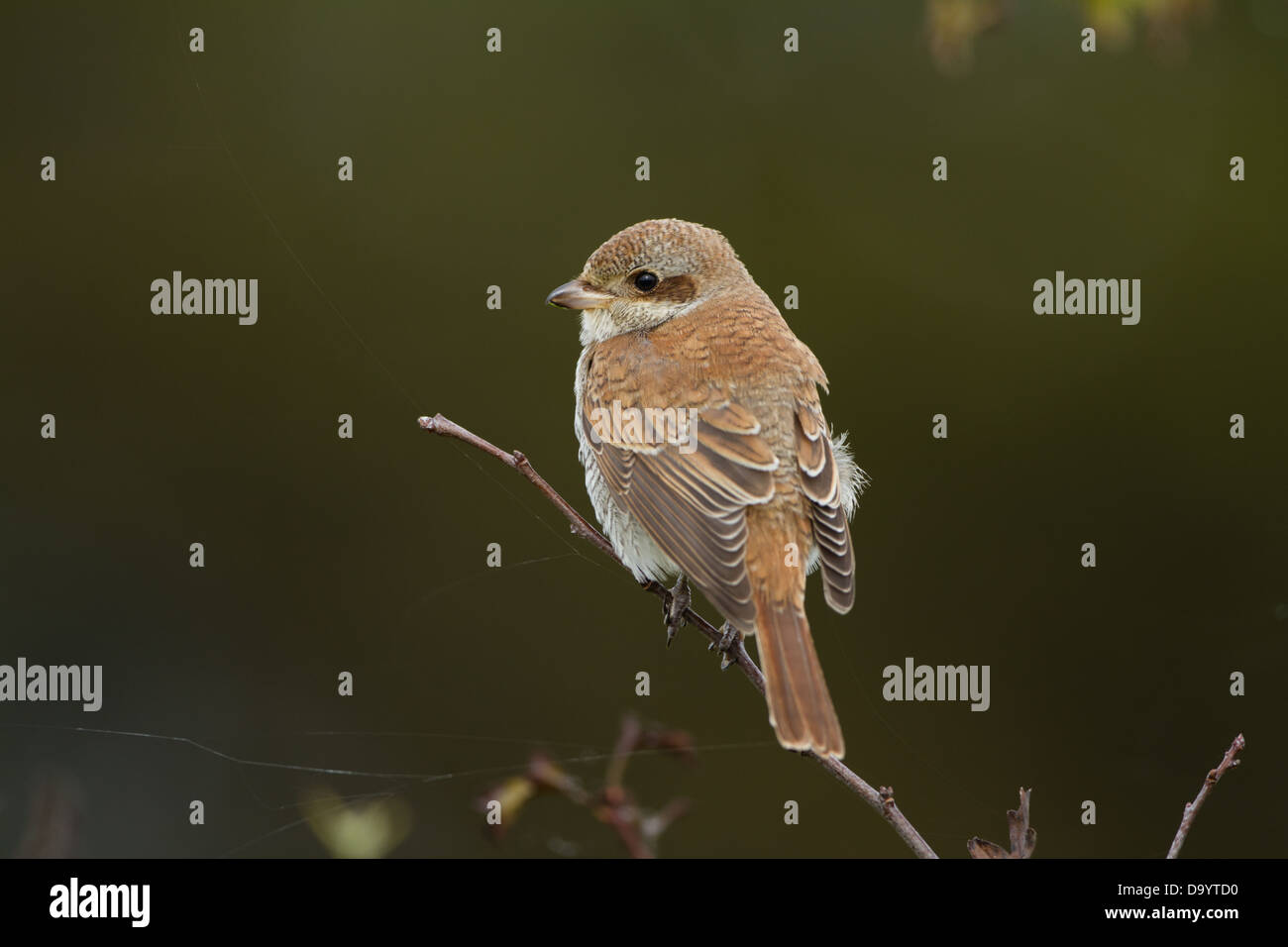 Portrait Juvenile Red Back Shrike High Resolution Stock Photography and ...