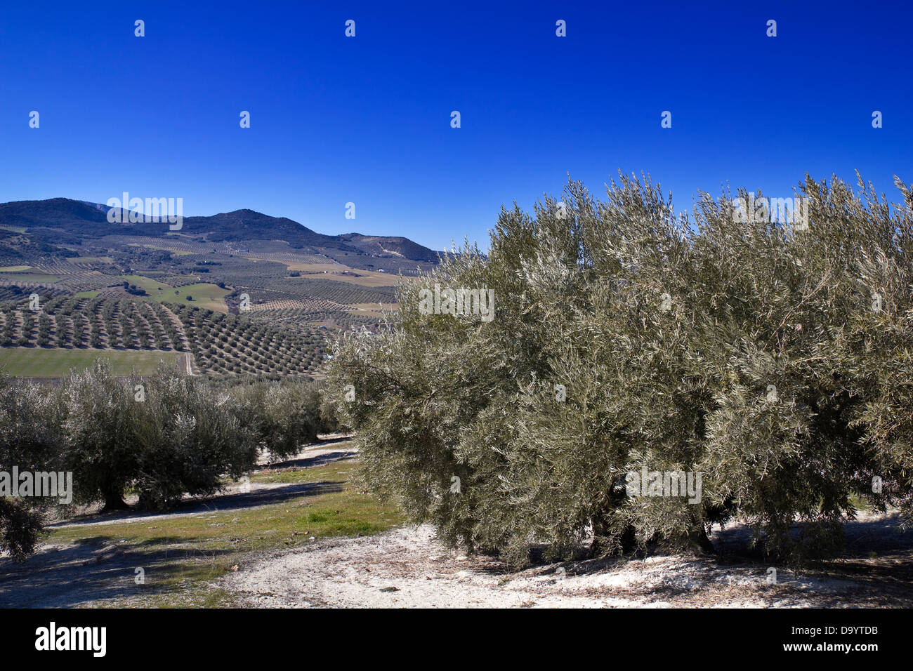 Olive tree in Andalusia, Spain. Spanish landscape Stock Photo - Alamy