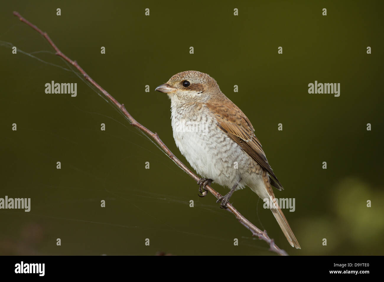Portrait of a Juvenile Red Back Shrike Stock Photo - Alamy