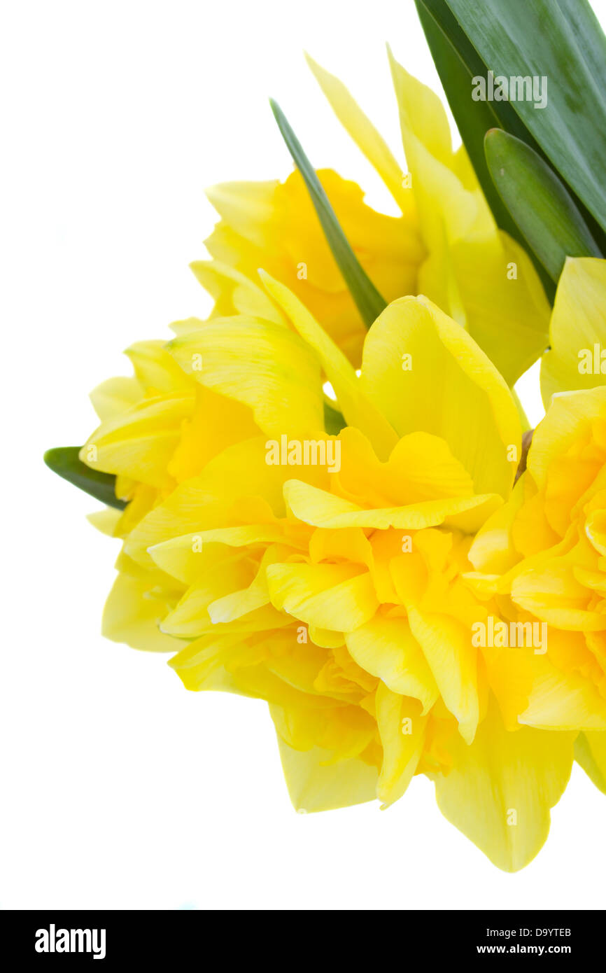 Narcissus daffodil closeup macro hi-res stock photography and images ...