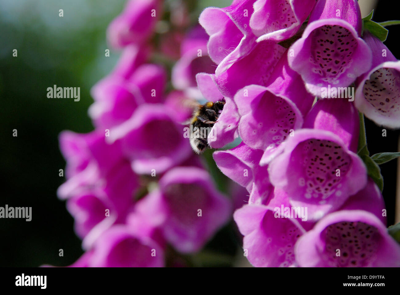 Fast bee hi-res stock photography and images - Alamy