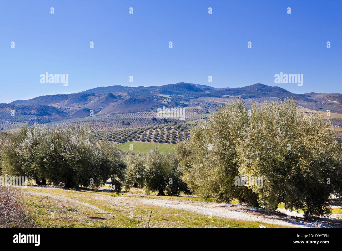 Olive tree in Andalusia, Spain. Spanish landscape Stock Photo - Alamy