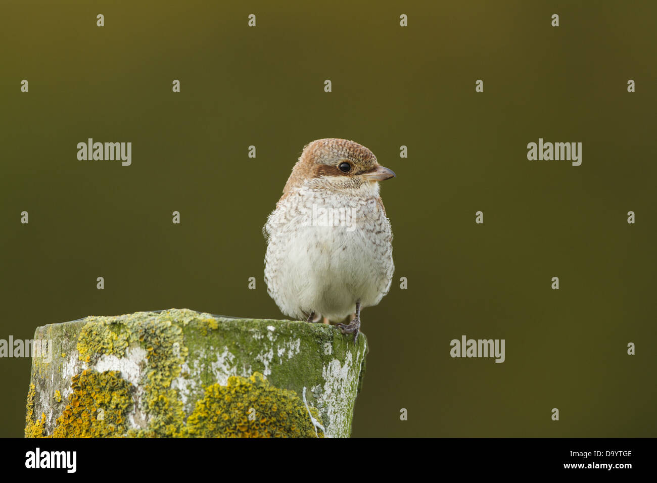 Portrait of a Juvenile Red Back Shrike Stock Photo - Alamy