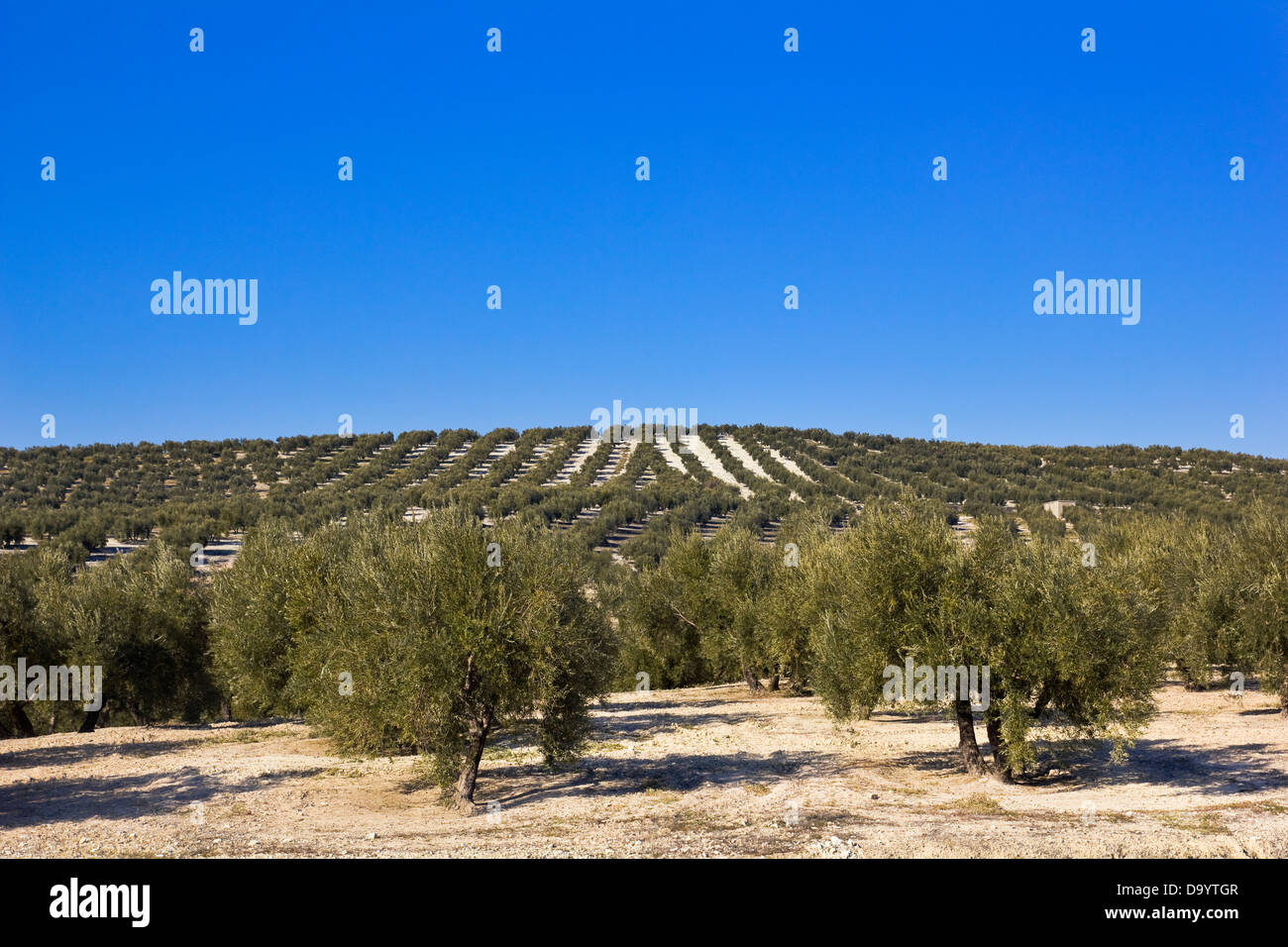 Olive tree in Andalusia, Spain. Spanish landscape Stock Photo - Alamy