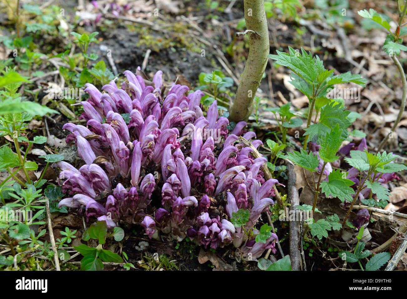 Purple toothwort hi-res stock photography and images - Alamy