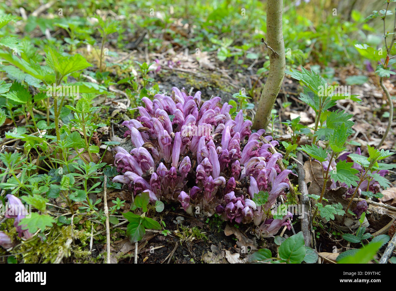 Purple Toothwort (Lathraea clandestina) growing on roots of poplar or ...