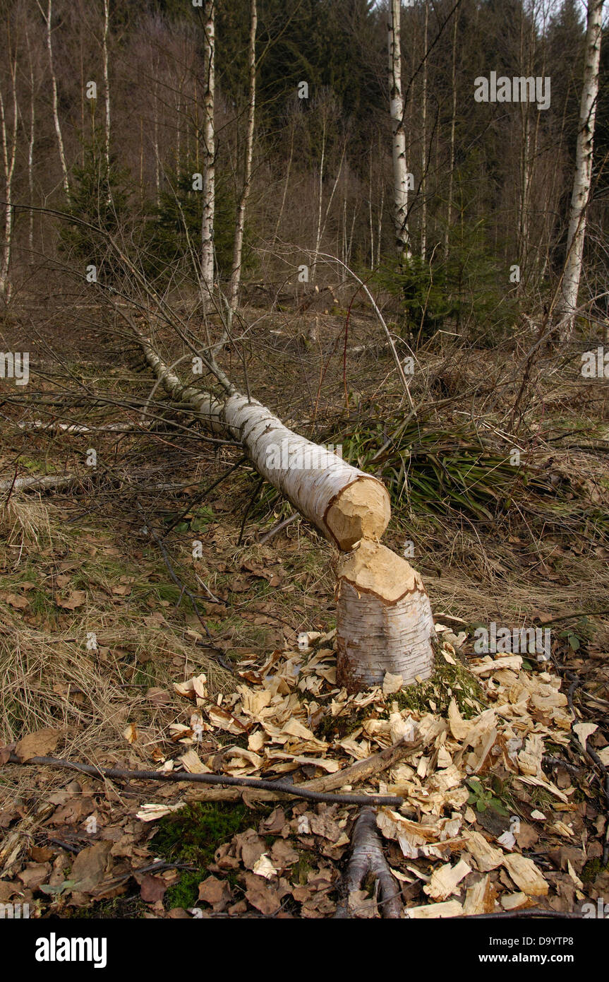 Eurasian Beaver (Castor fiber) tree cut by the beaver in winter Stock ...