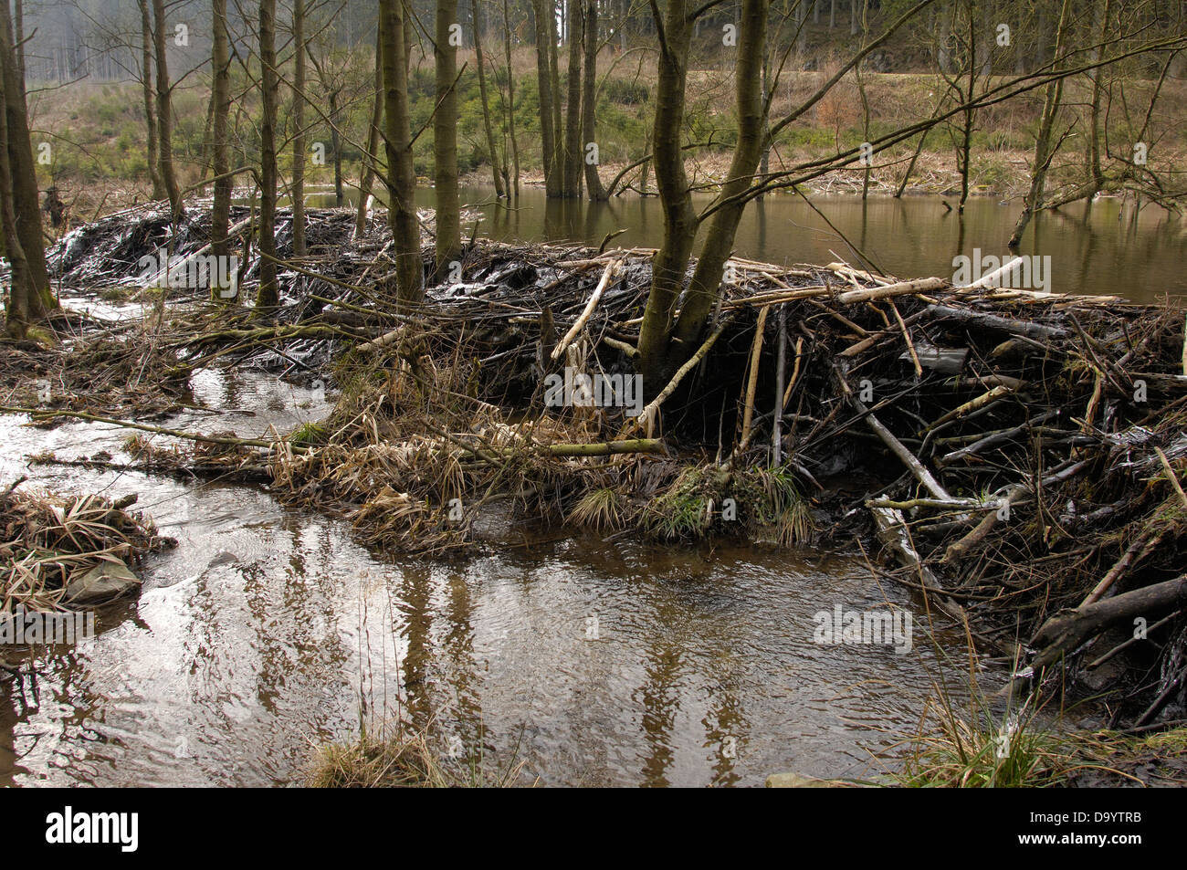 Eurasian Beaver (Castor fiber) view in winter of dam build by beaver on ...