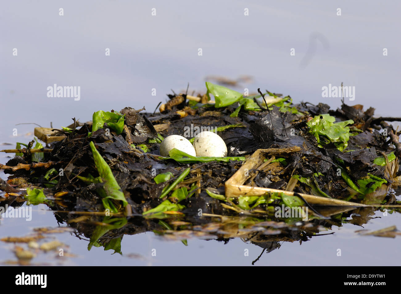 Great Crested Grebe (Podiceps cristatus) floating nest with two eggs ...