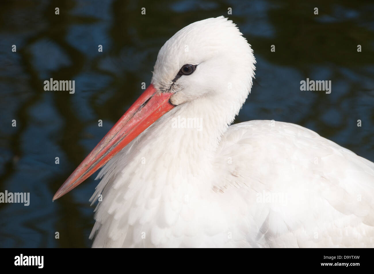 A photograph of a White Stork, taken at Africa Alive in Suffolk Stock ...