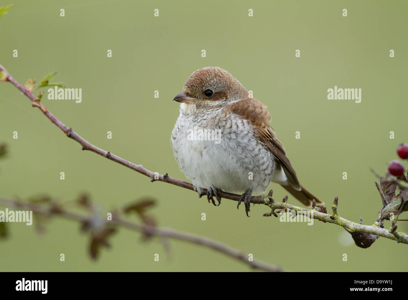 Portrait of a Juvenile Red Back Shrike Stock Photo - Alamy