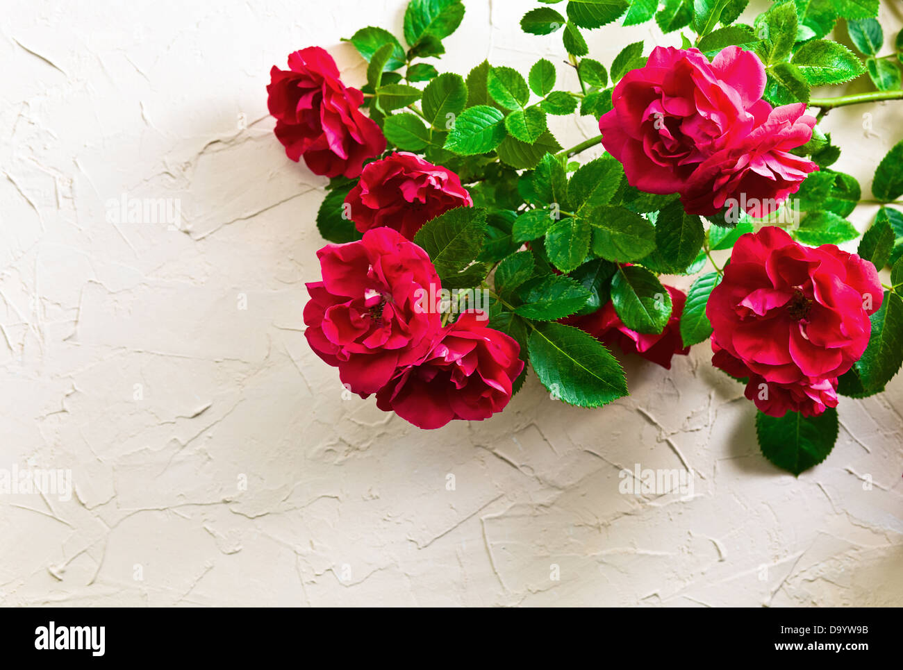 Rough rose bush hi-res stock photography and images - Alamy