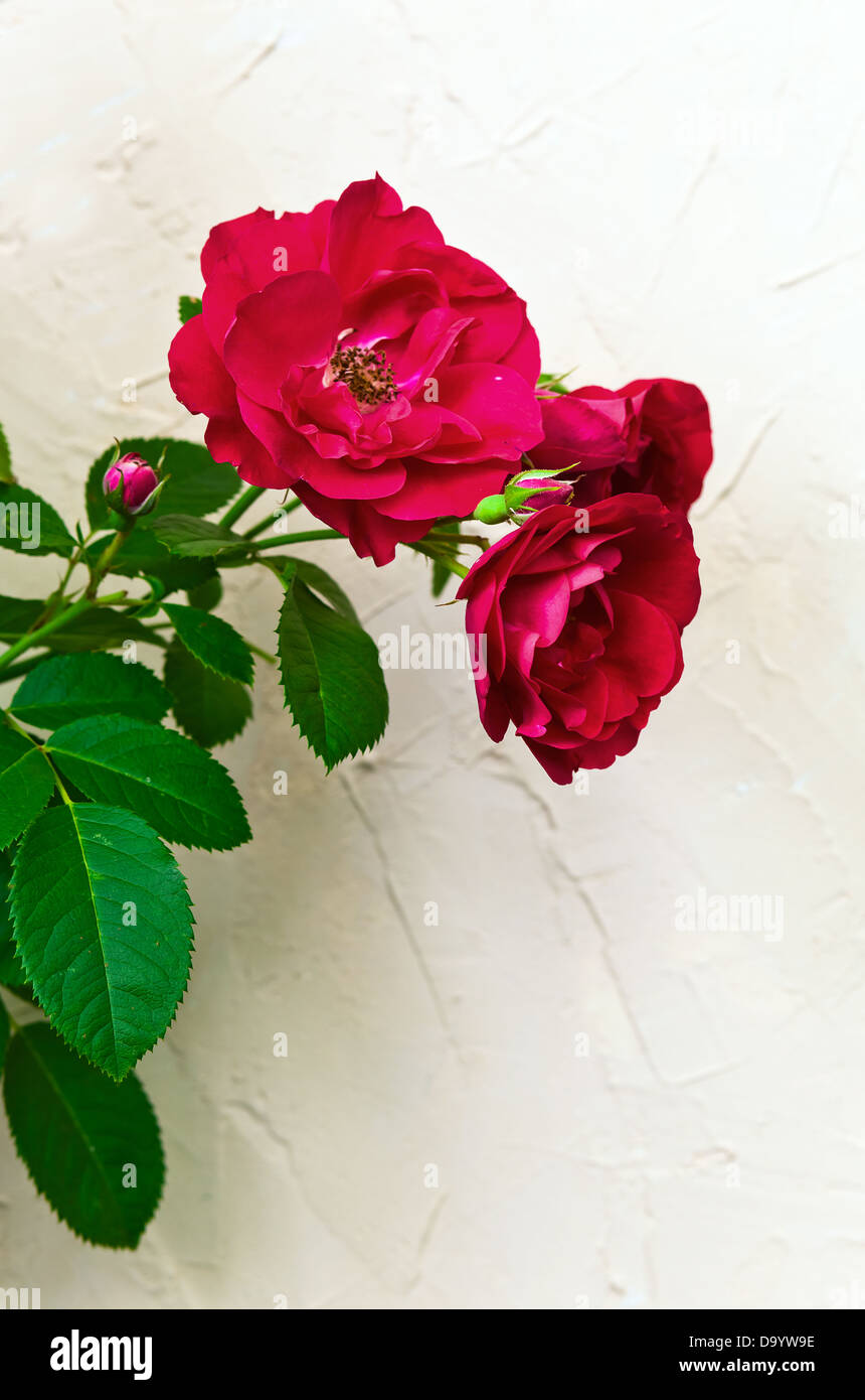 Rough rose bush hi-res stock photography and images - Alamy