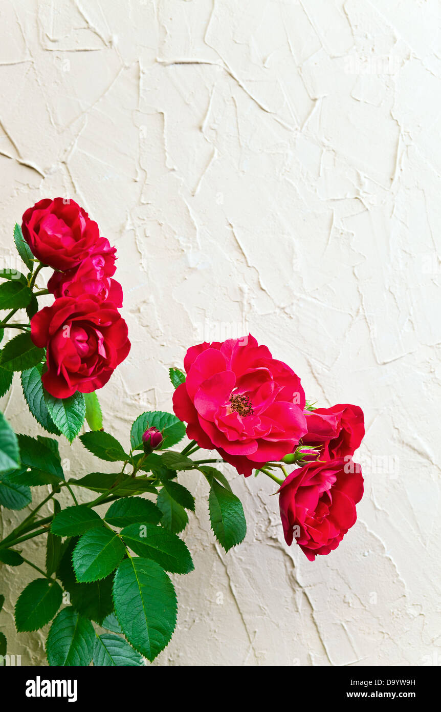 Red rose wall hi-res stock photography and images - Alamy