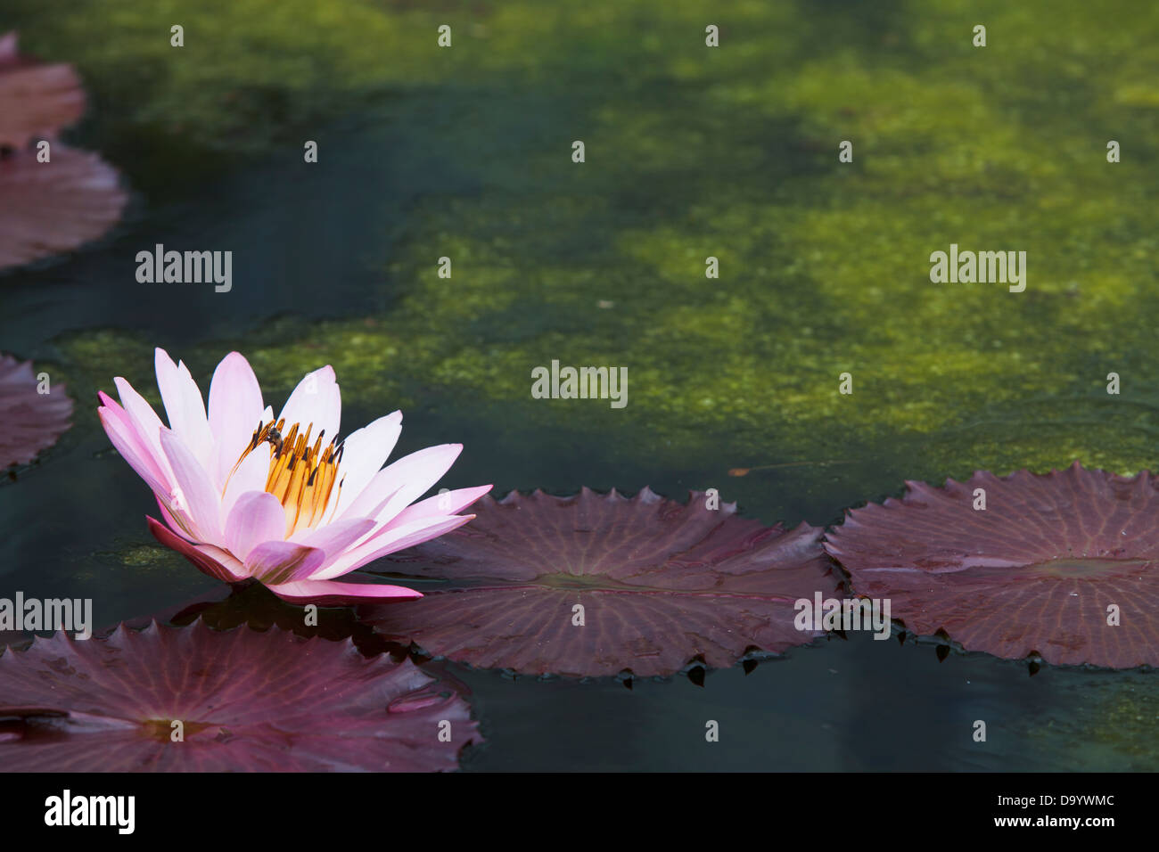 pink water lily Stock Photo - Alamy