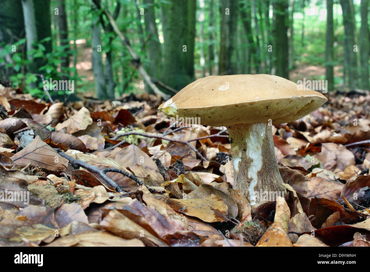Boletus in the forest Stock Photo - Alamy