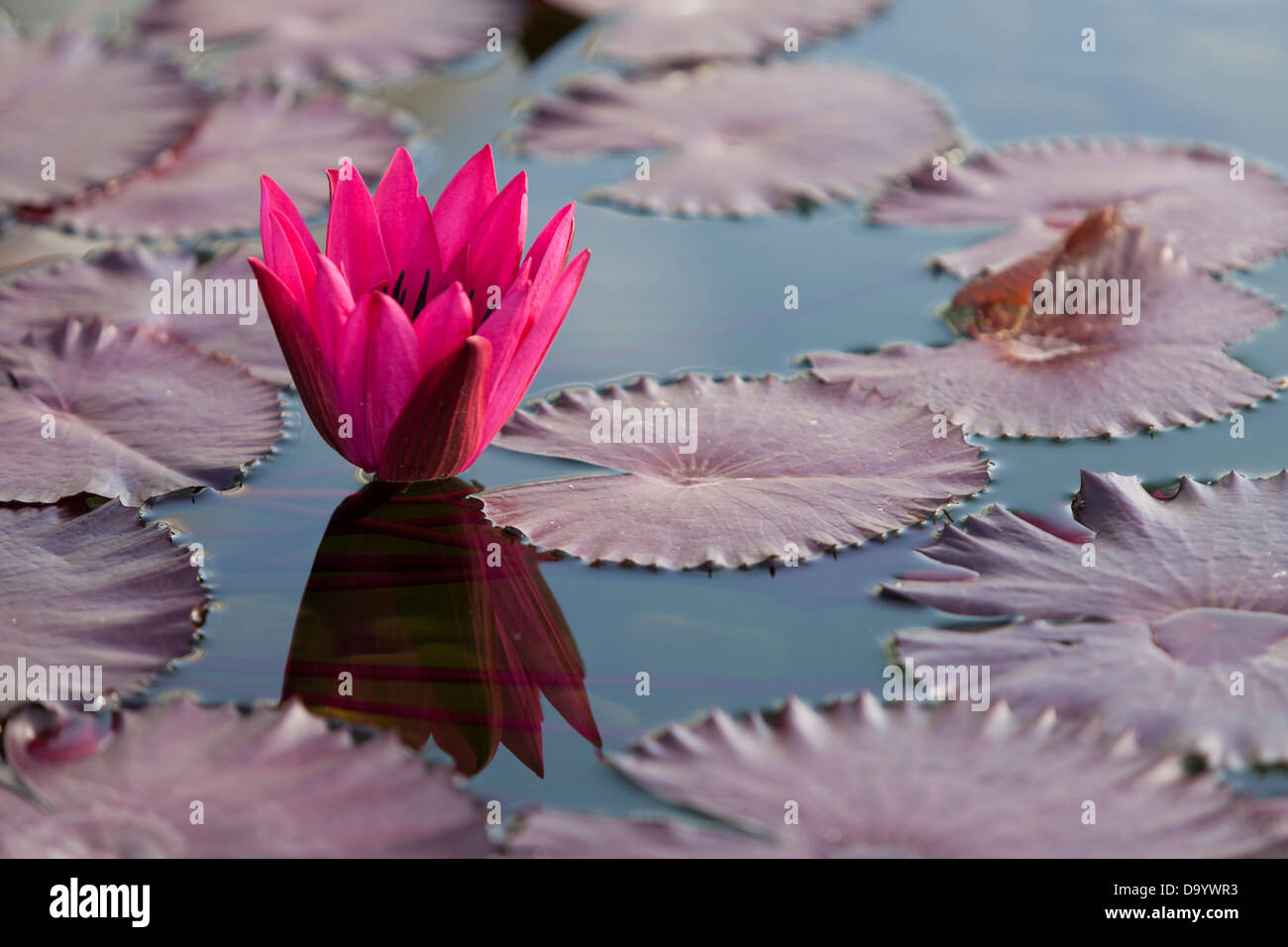 Red Water Lily High Resolution Stock Photography and Images - Alamy