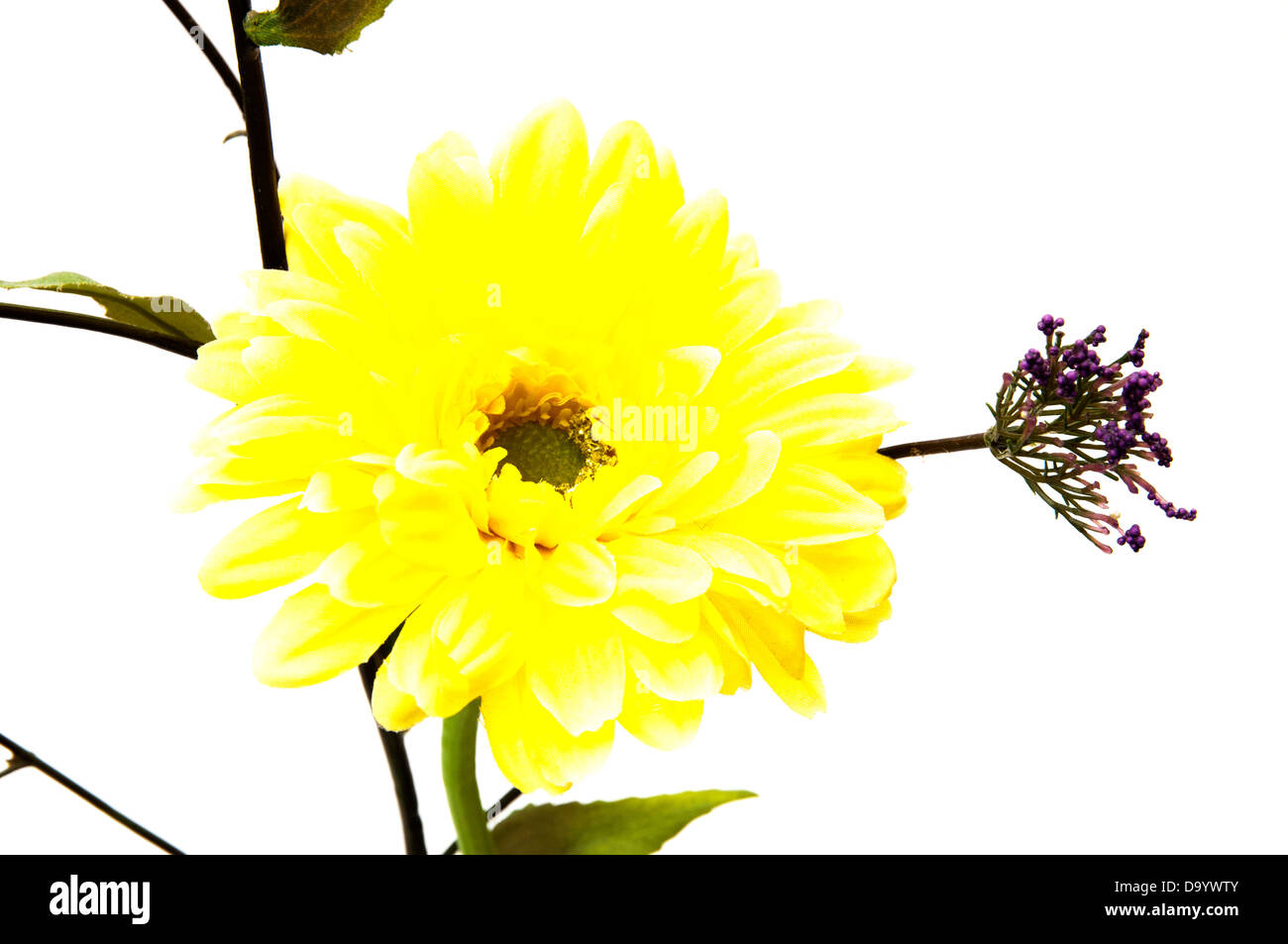 yellow flower on a white background Stock Photo - Alamy