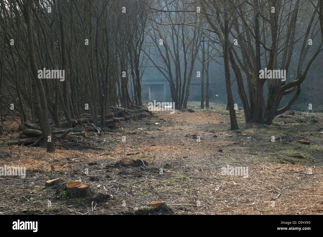 New woodland walkway along the River Rheidol in Aberystwyth Stock Photo ...
