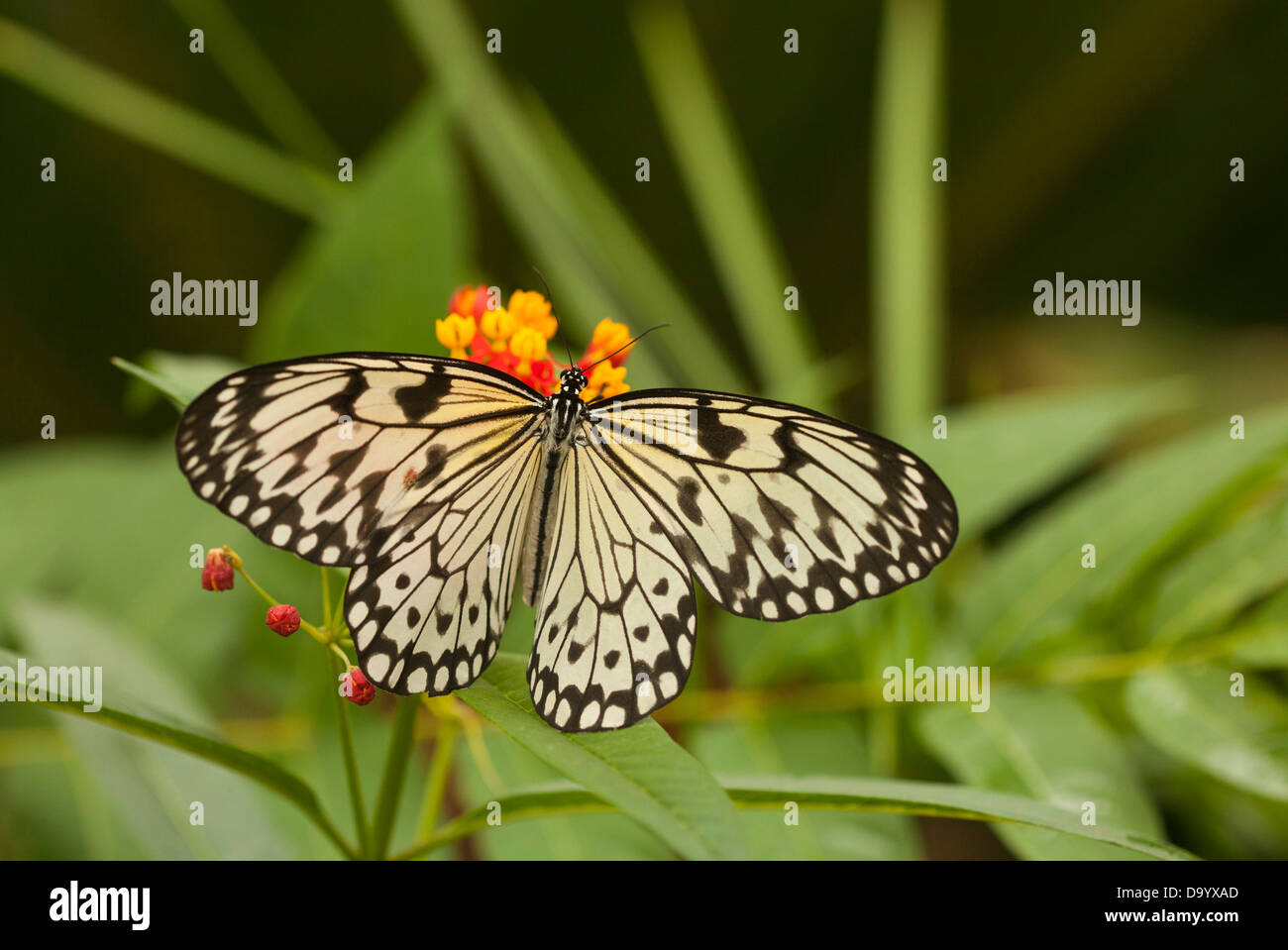 White tree Nymph butterfly Stock Photo - Alamy