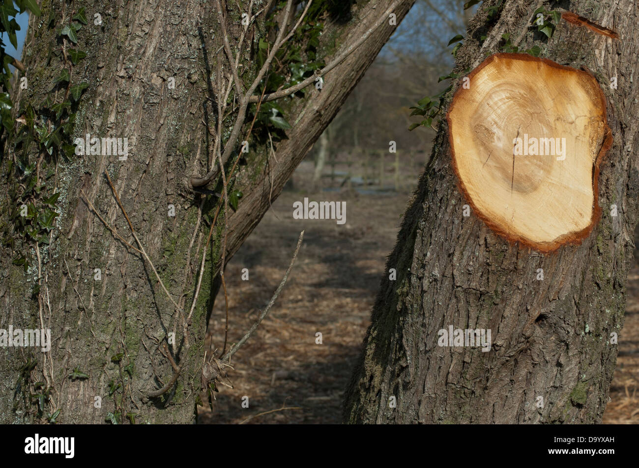 New woodland walkway along the River Rheidol in Aberystwyth Stock Photo ...