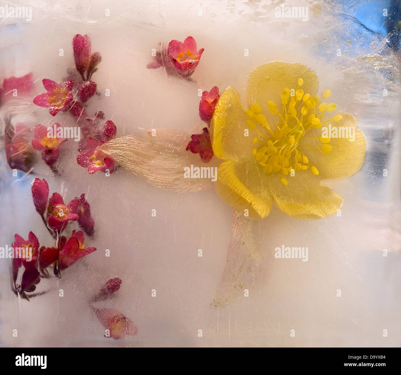 Flowers frozen in ice, art winter background Stock Photo - Alamy