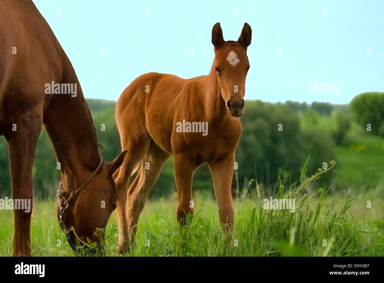 Mother horse with colt hi-res stock photography and images - Alamy