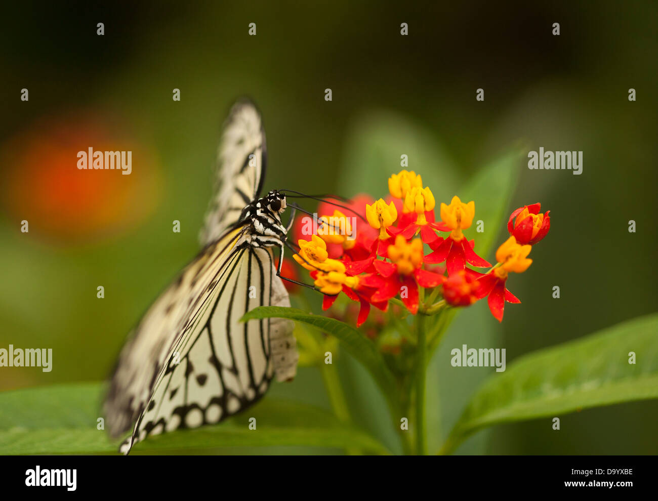 White tree Nymph butterfly Stock Photo - Alamy
