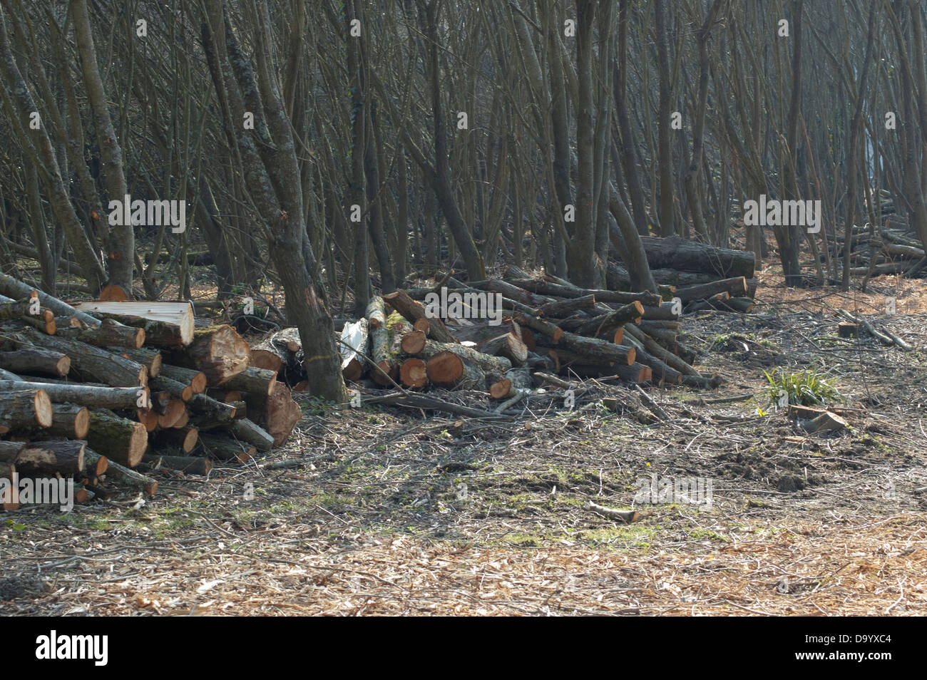New woodland walkway along the River Rheidol in Aberystwyth Stock Photo ...
