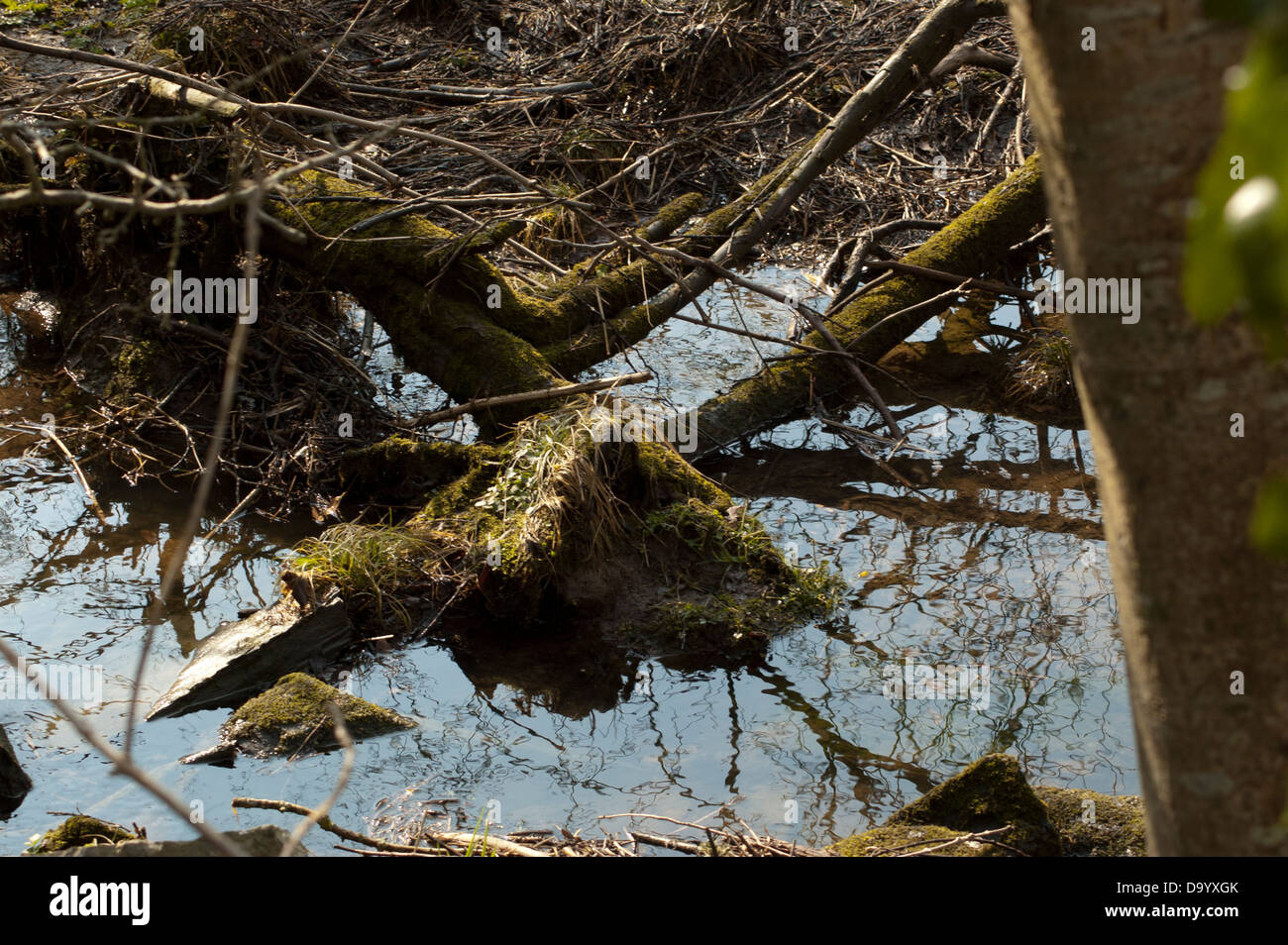 Old and derelict tree house stairway along the River Rheidol in ...