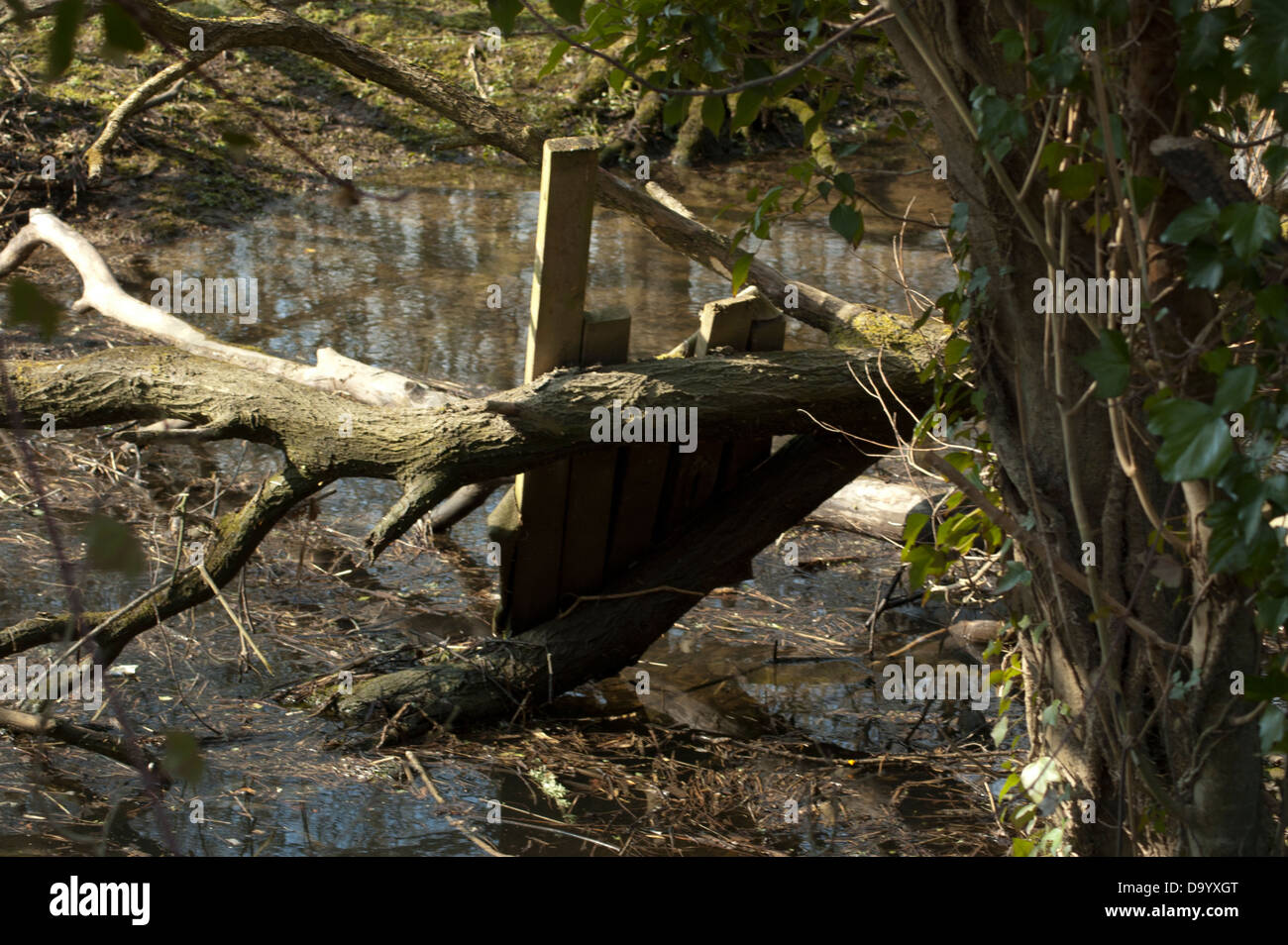 Old and derelict tree house stairway along the River Rheidol in ...