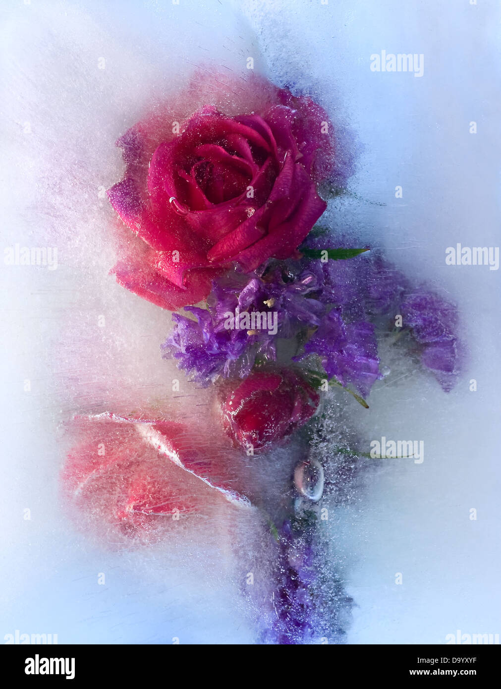 Frozen beautiful red rose flower. blossoms in the ice cube Stock Photo ...