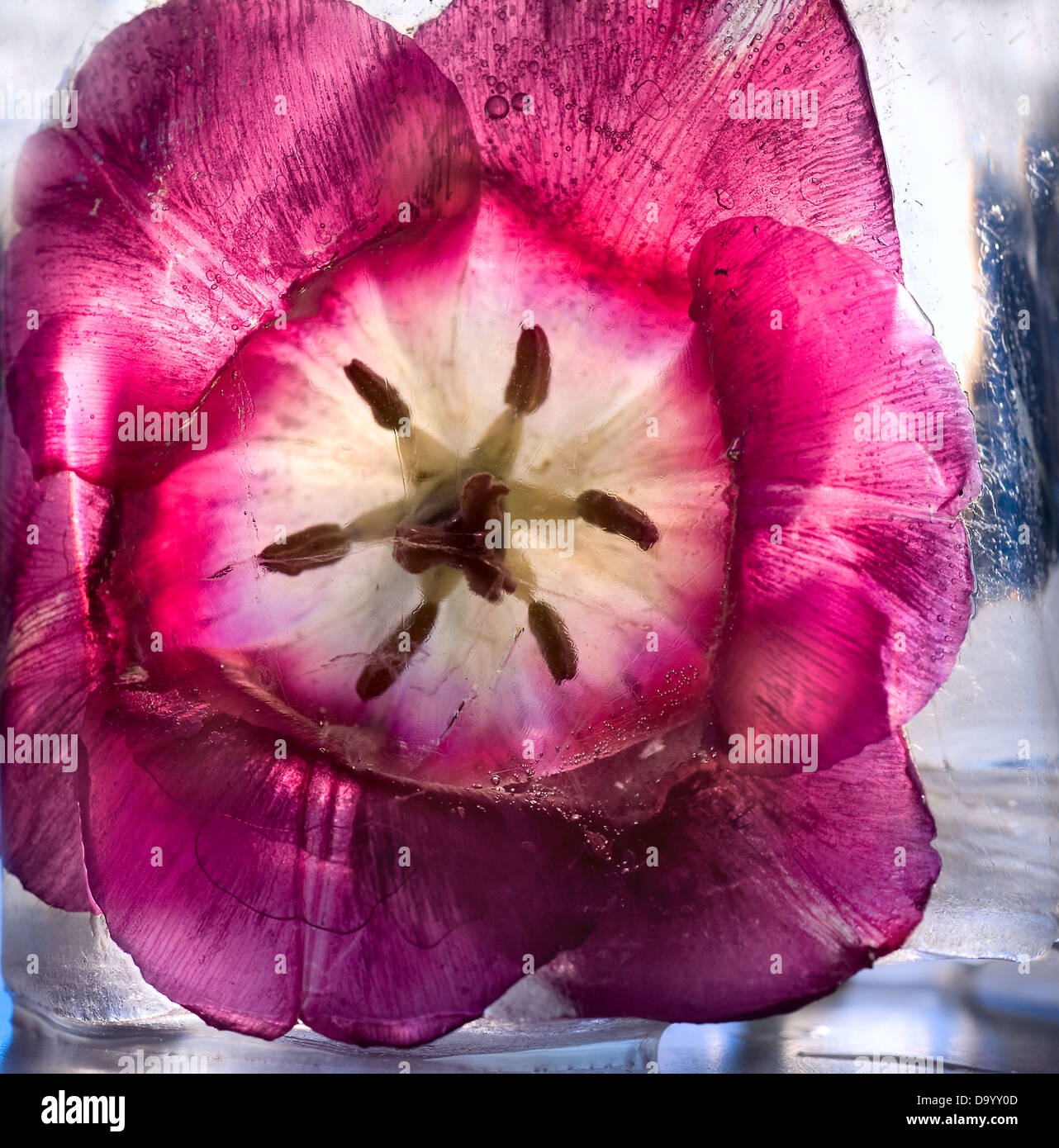 Frozen beautiful tulip flower. blossoms in the ice cube Stock Photo - Alamy