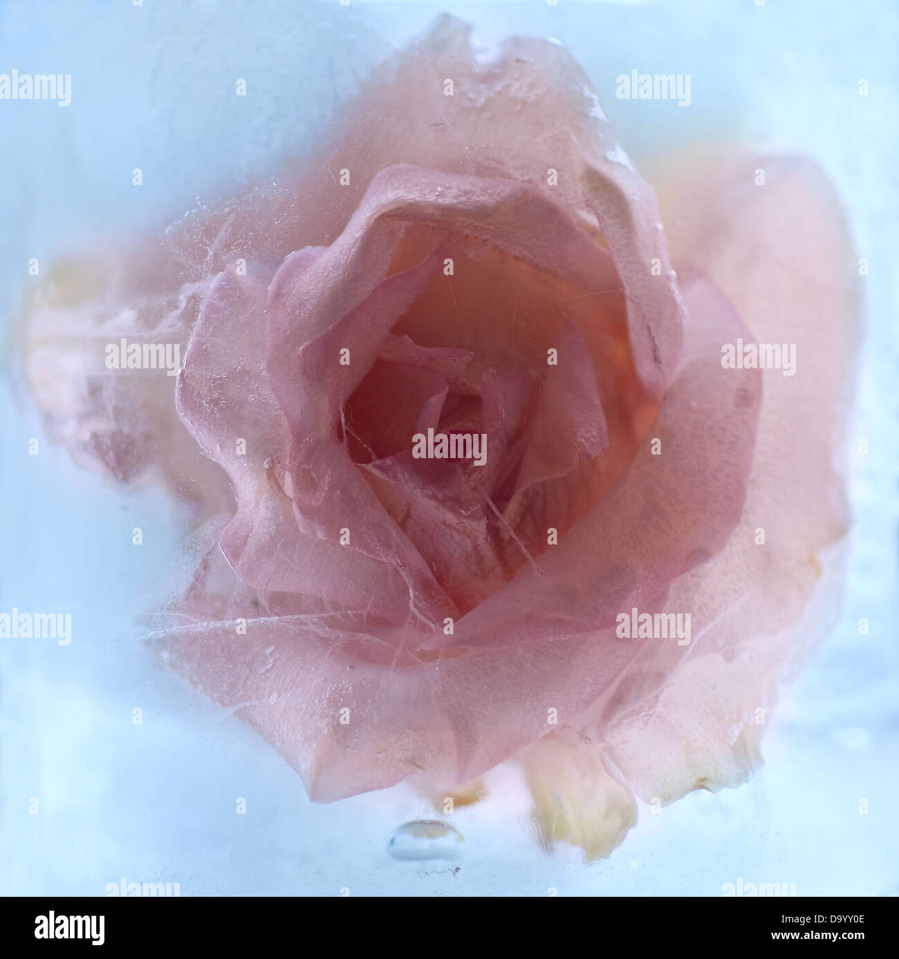 Icy Rose Leaf High Resolution Stock Photography and Images - Alamy