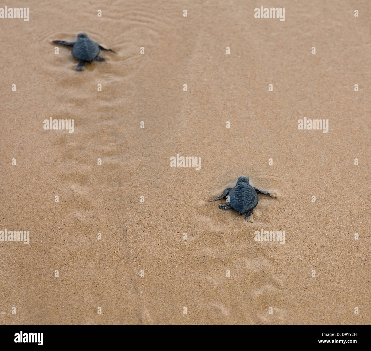 Baby turtles making it's way to the ocean Stock Photo - Alamy