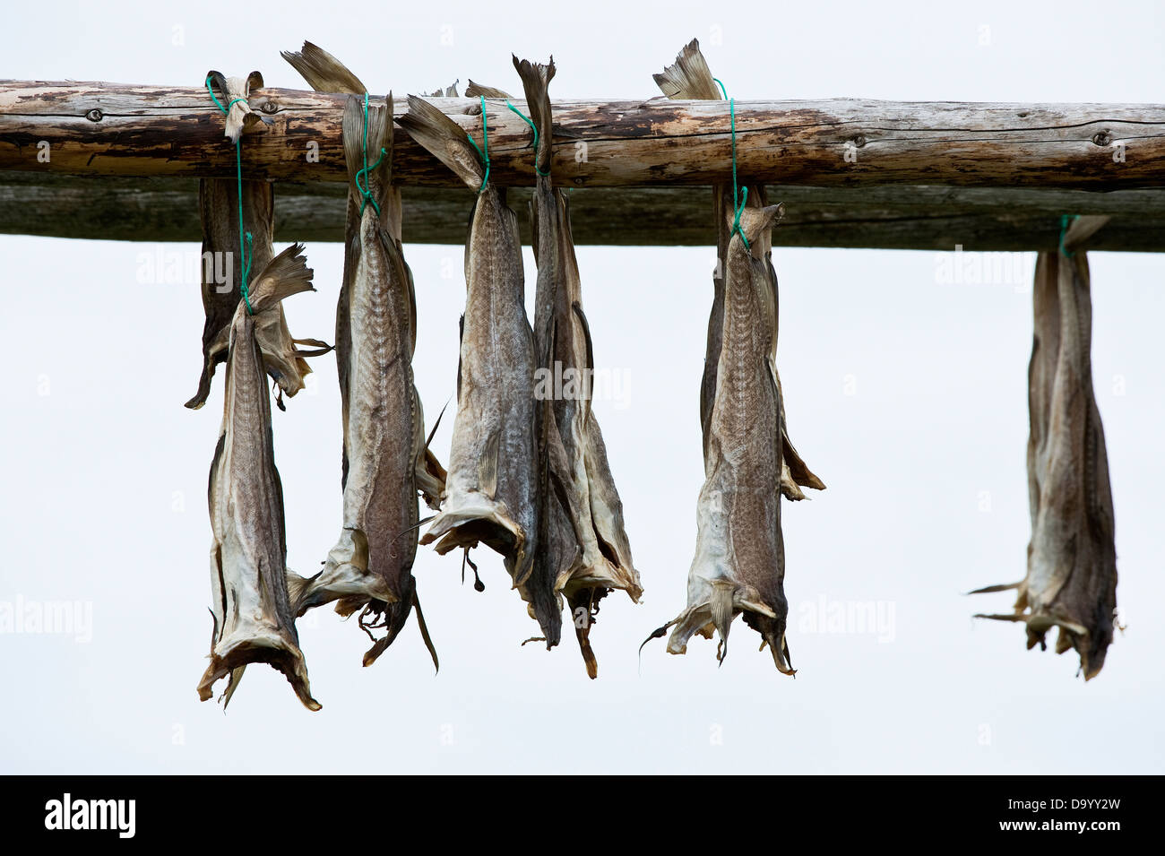 Drying fish on open air is tradition which goes back hundred of years ...