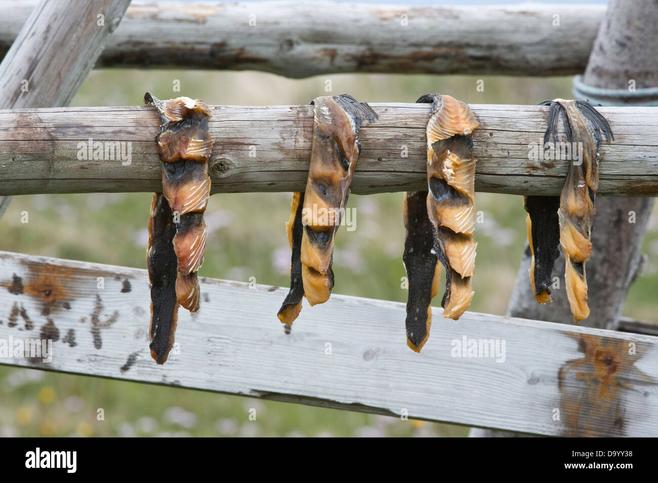 Fish frame hi-res stock photography and images - Alamy
