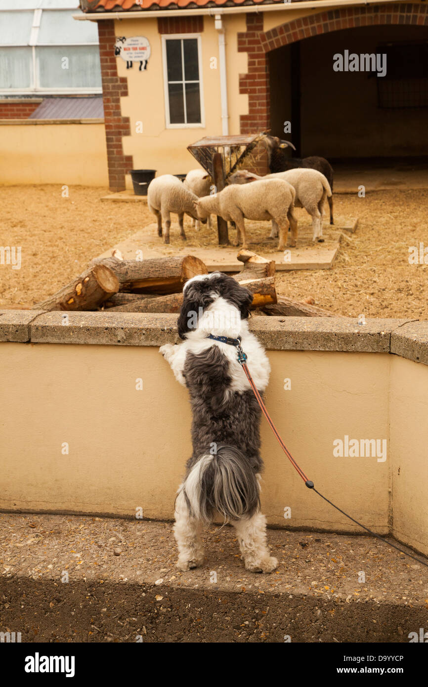 Lhasa apso dog standing up to look at sheep in a zoo Stock Photo - Alamy